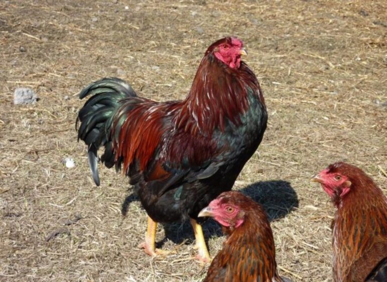 American Poultry Association - Backyard Poultry